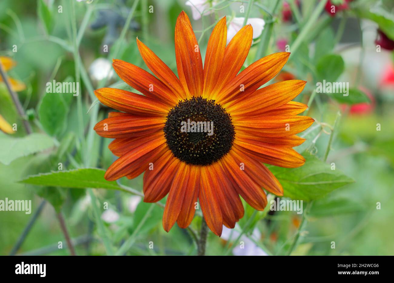 'Earthwalker' sunflower growing in a summer garden. Helianthus annuus ...