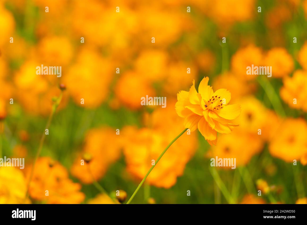 Beautiful yellow color cosmos (Cosmos sulphureus) flower field ...