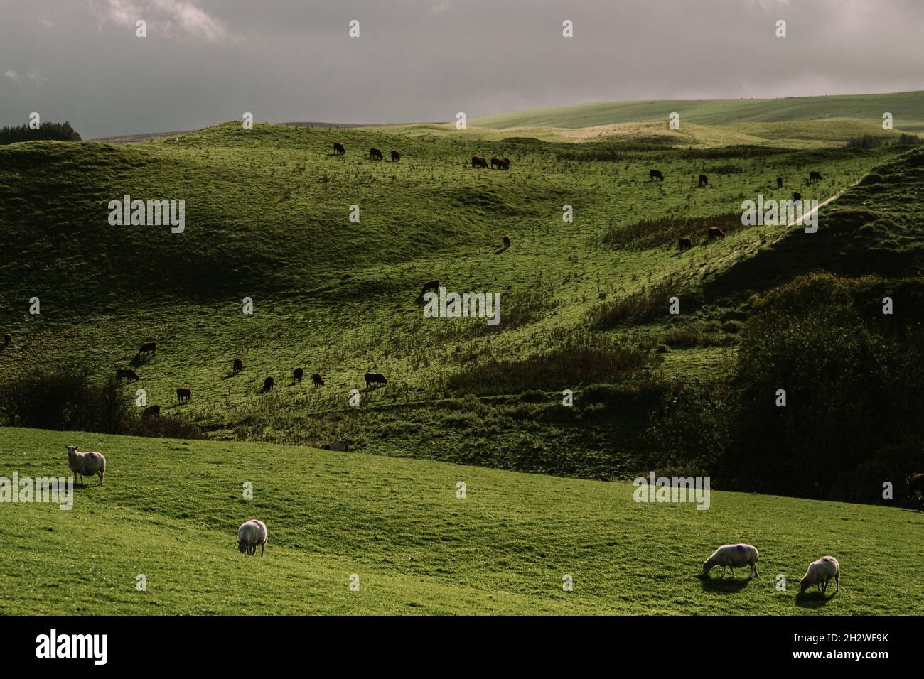 Cocos wild camp hi-res stock photography and images - Alamy