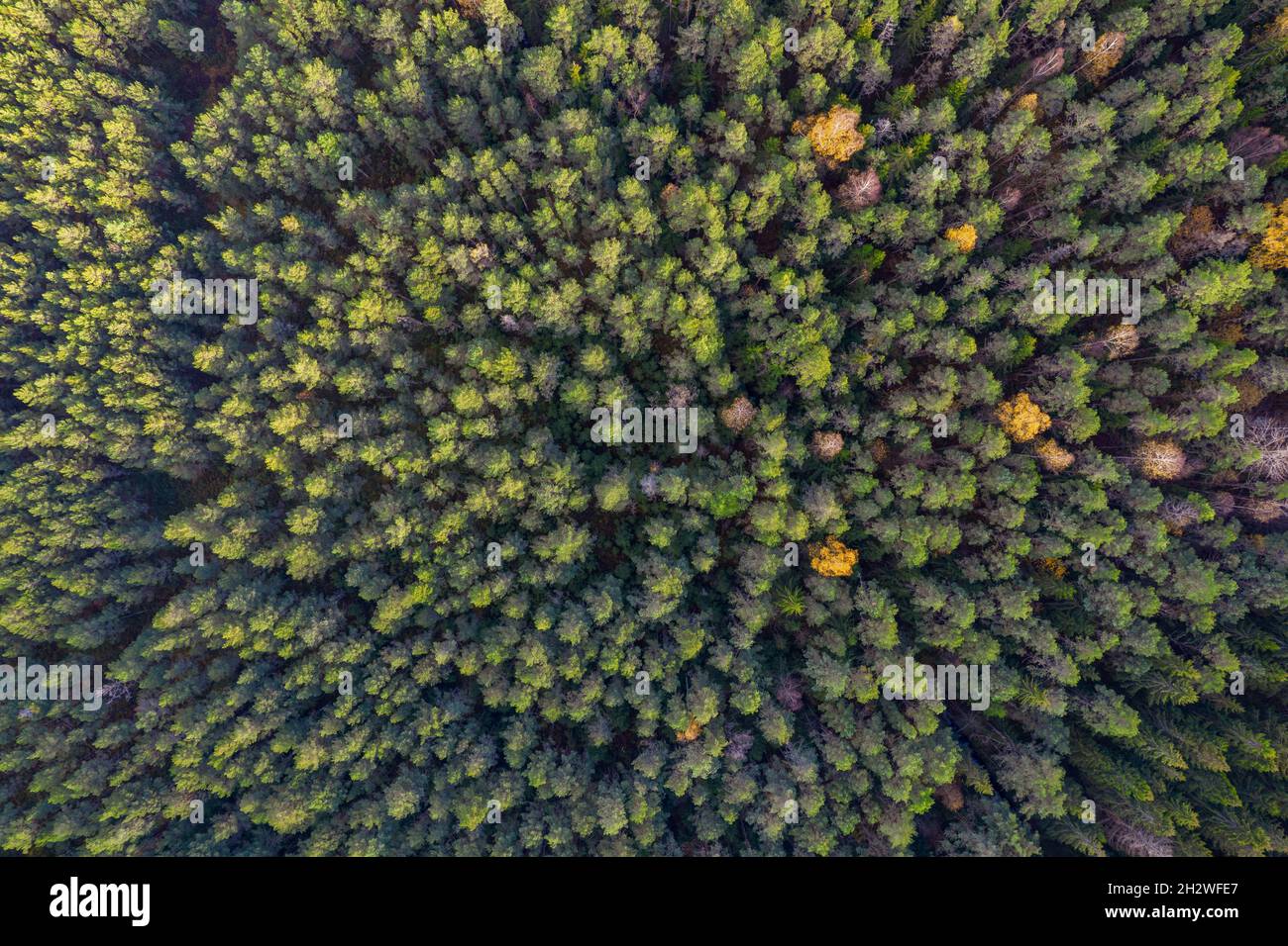 Directly above aerial drone full frame shot of green emerald pine ...