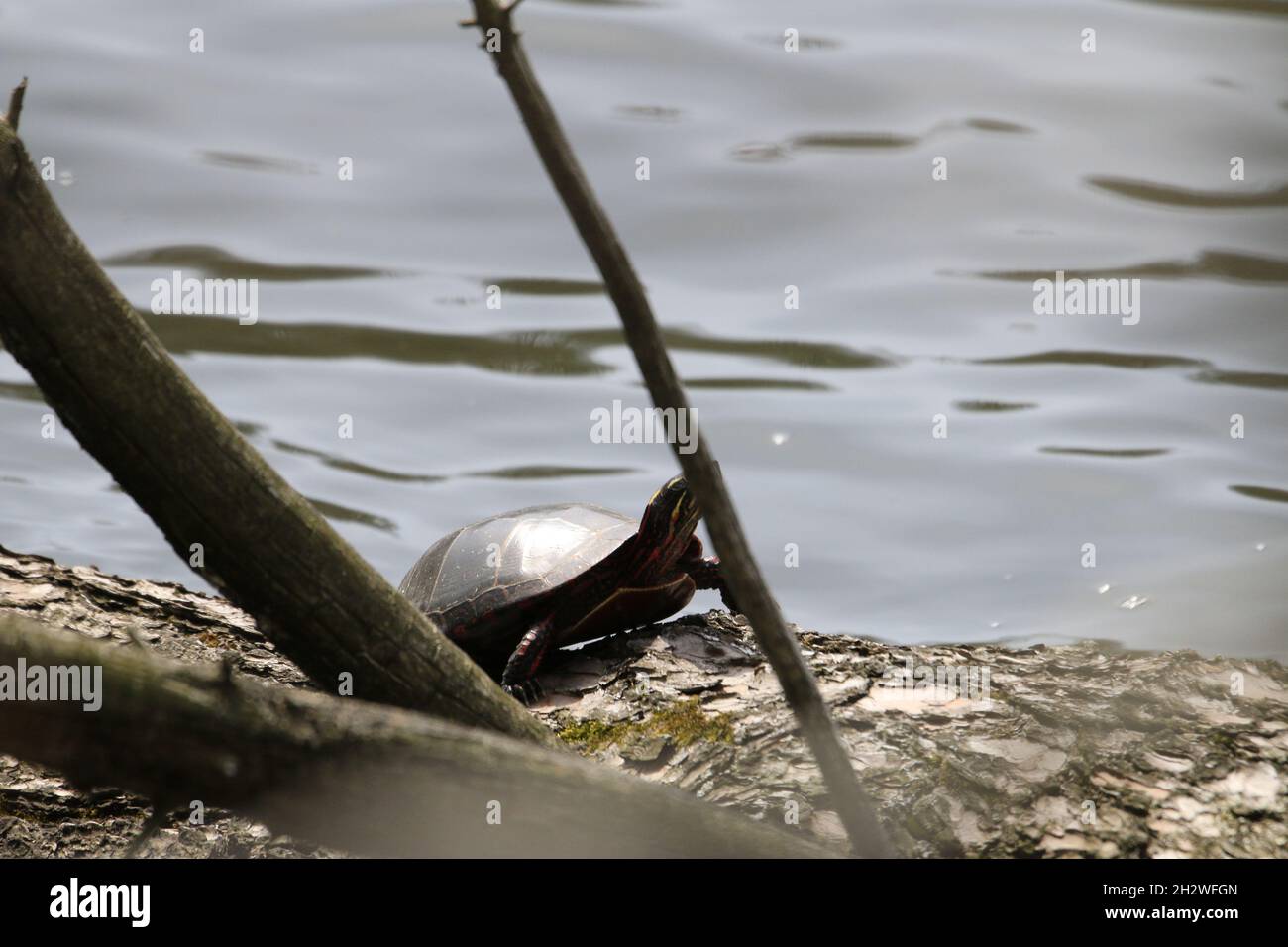 Little turtle basking on hi-res stock photography and images - Alamy