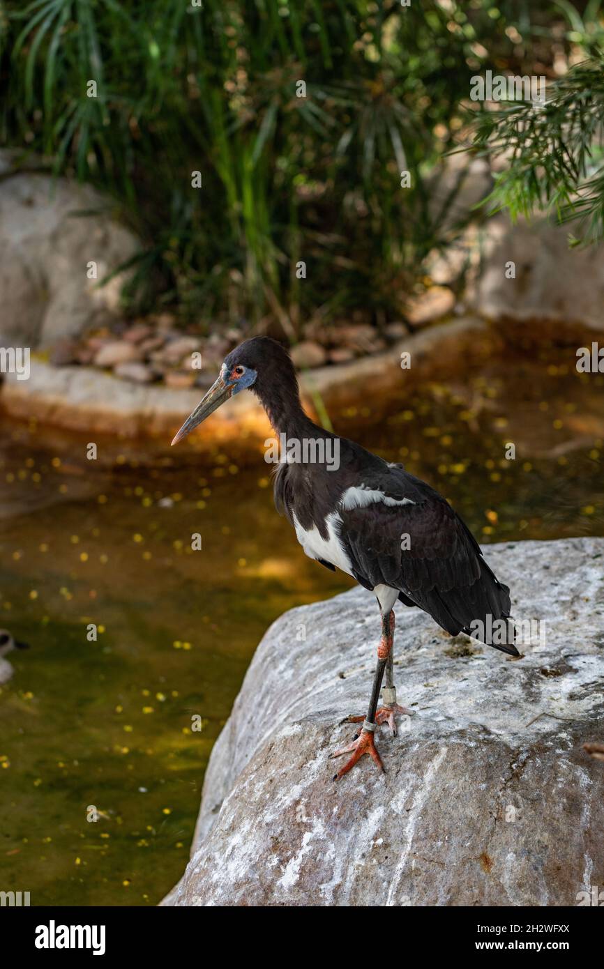 Abdim Stork from Africa with white belly, red legs, and blue on face ...
