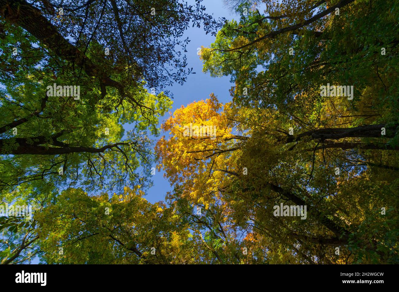 Autumn forest canopy in woodland in Brasov County Romania Stock Photo ...