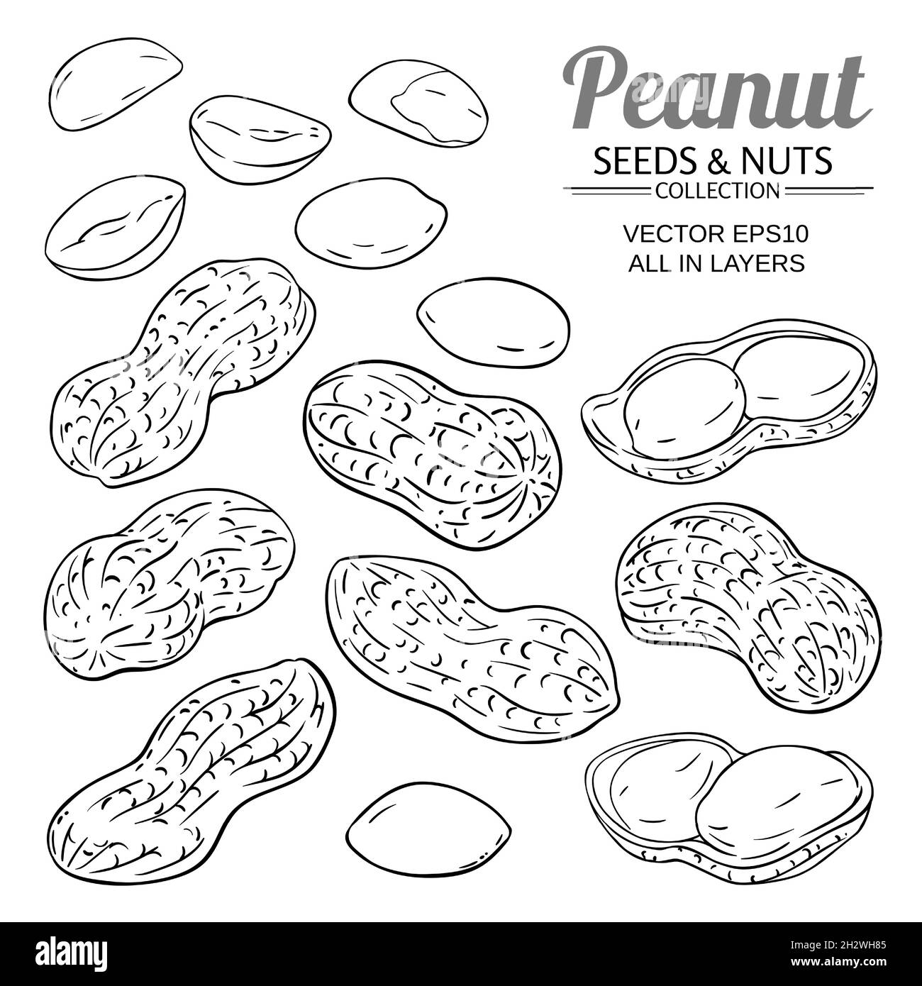 peanut vector set on white background Stock Vector Image & Art - Alamy