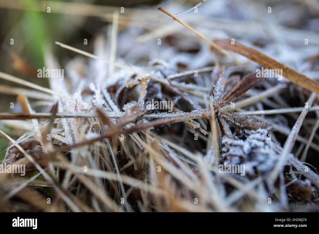 Frosted grass. Autumn, winter or spring. Weather change Stock Photo - Alamy