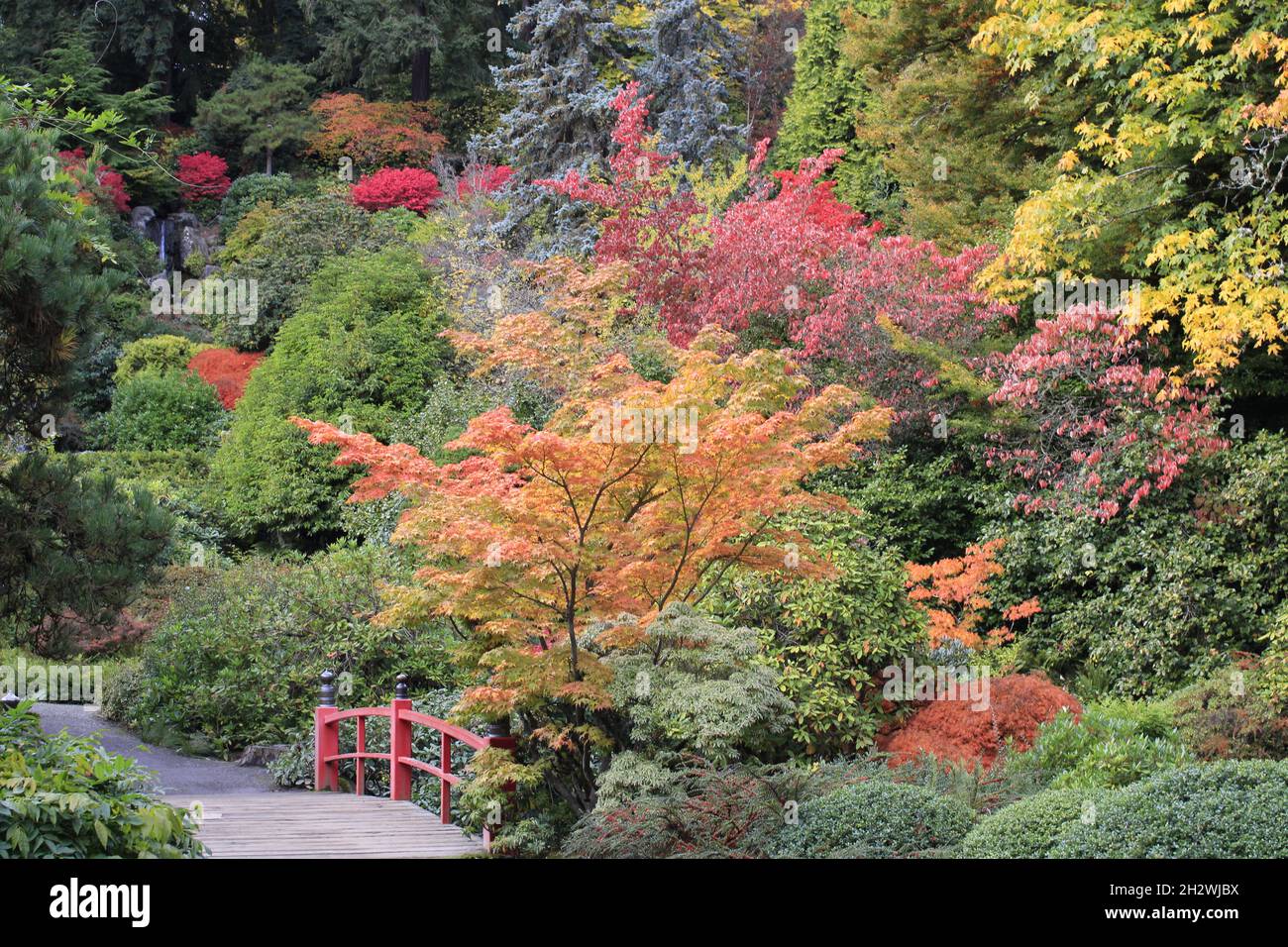 A beautiful colorful autumn trees in Kubota Garden, Seattle, Washington ...