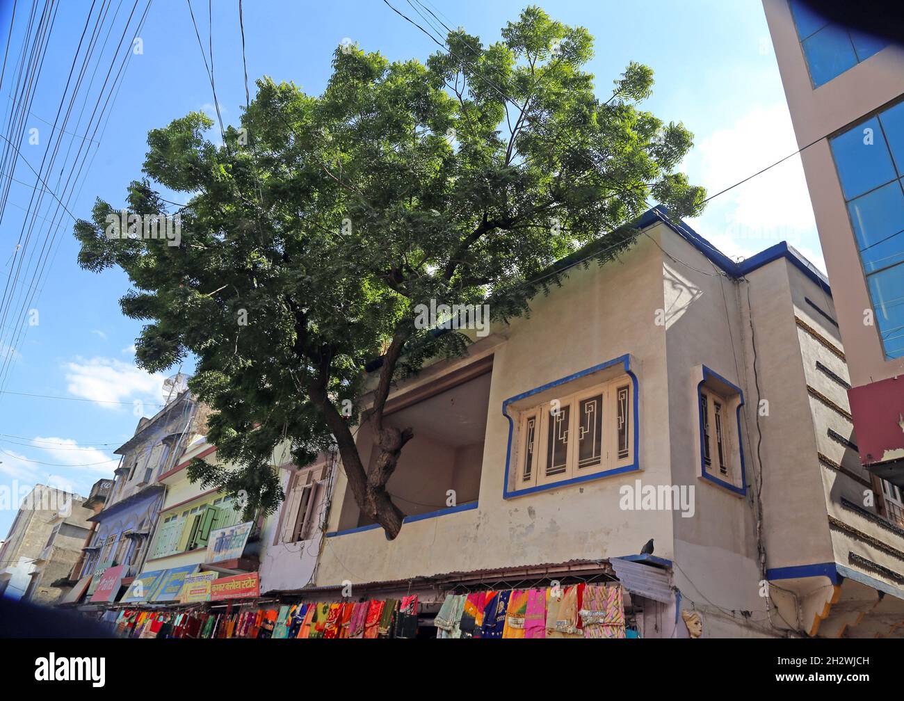 Neem tree passes through middle of a house in Beawar. An Indian family ...