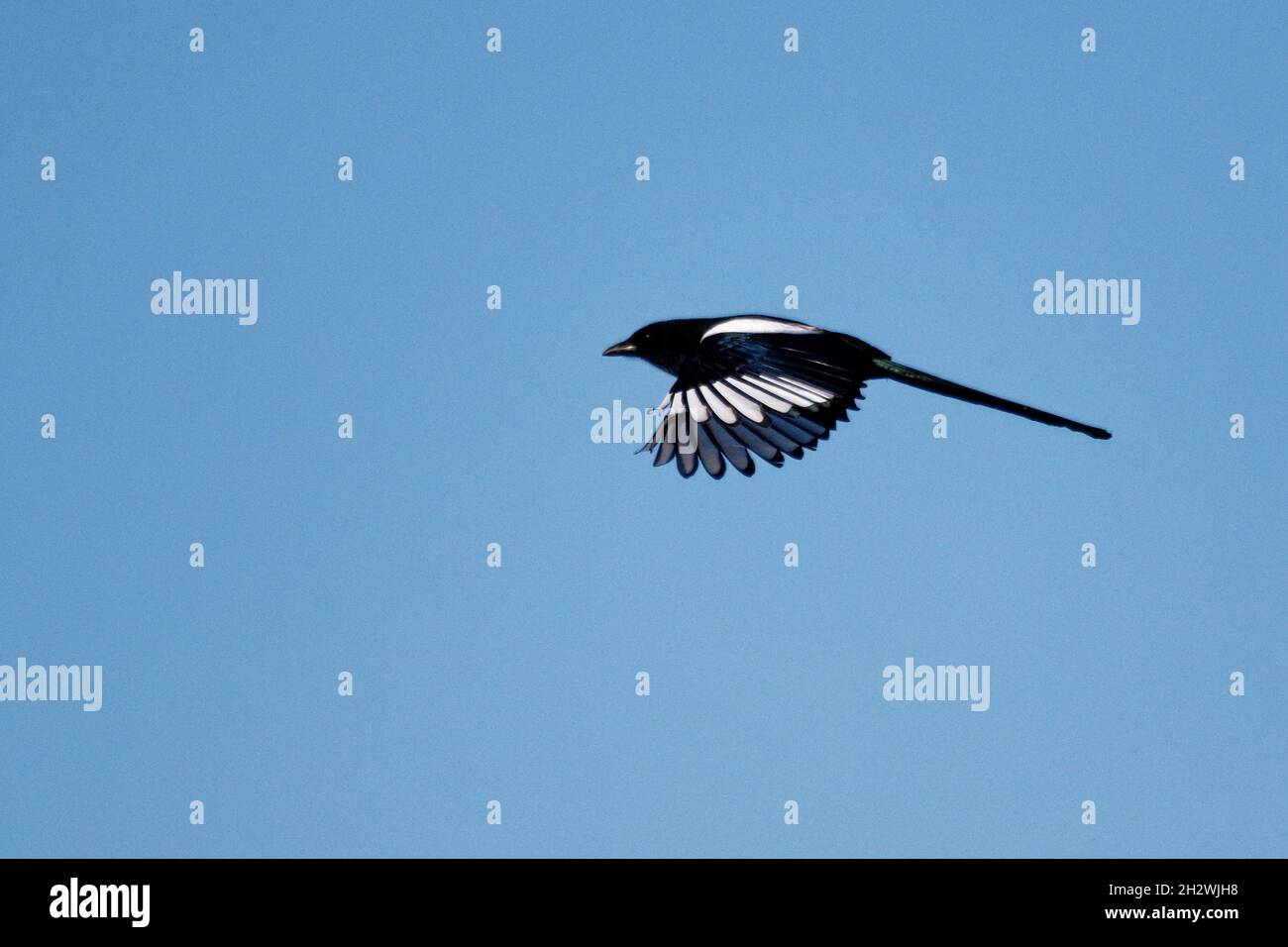Magpie flying hi-res stock photography and images - Alamy