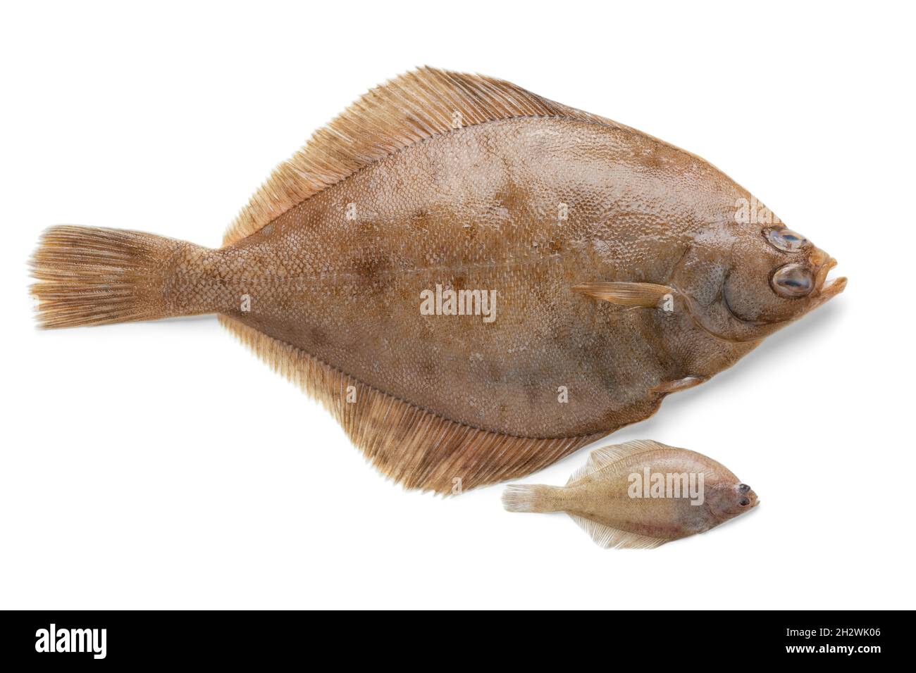 Fresh whole raw common dab fish and baby fish isolated on white ...