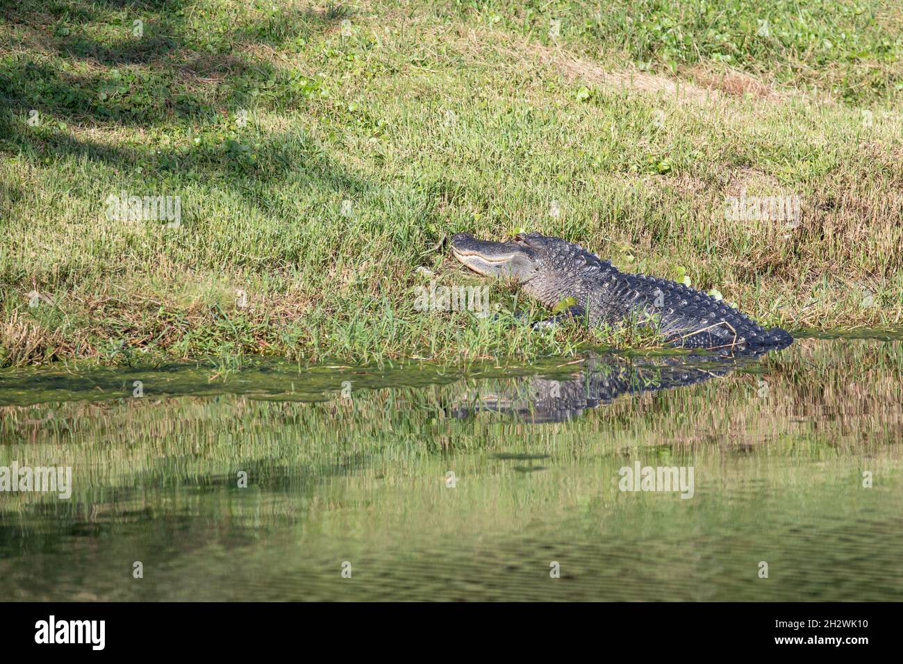 Large alligator hi-res stock photography and images - Alamy