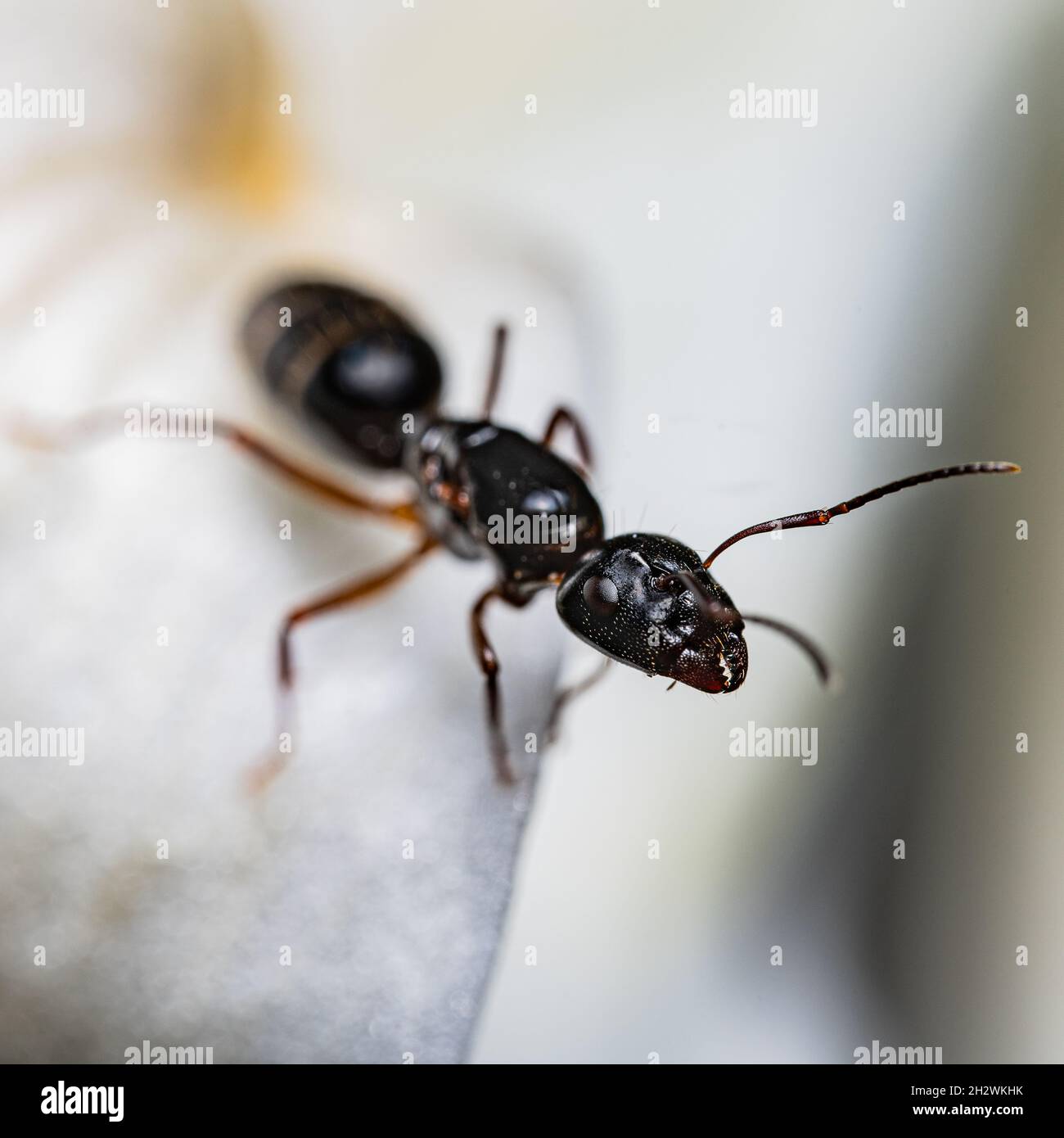 Black ant common black ant hi-res stock photography and images - Alamy
