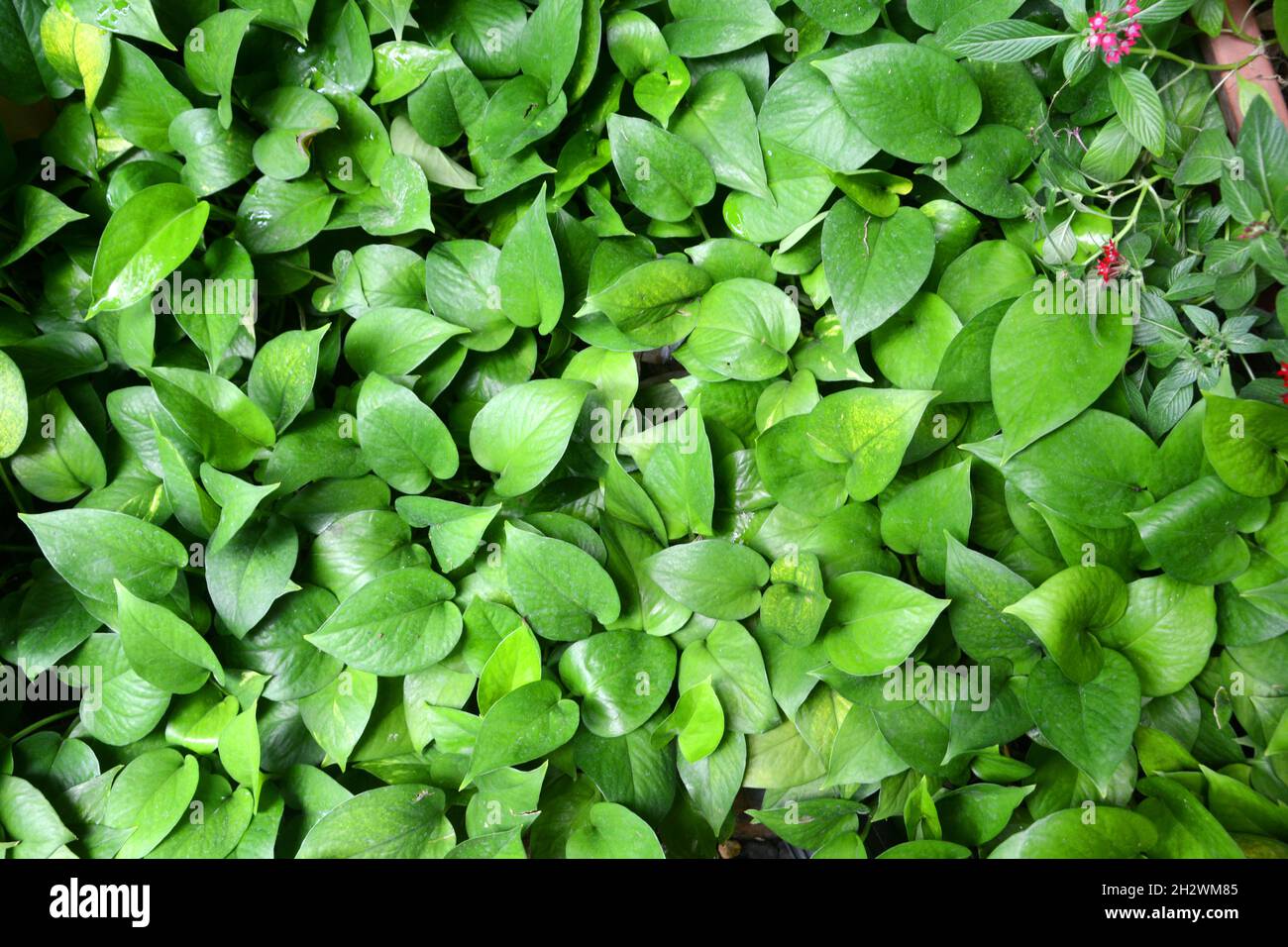 Daytime scenery plant close hi-res stock photography and images - Alamy