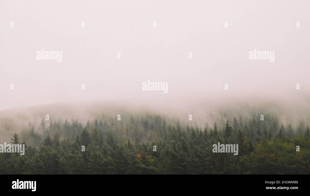 Aerial view forest full green hi-res stock photography and images - Alamy