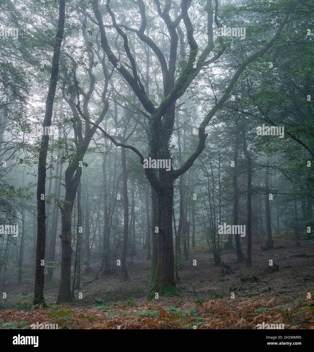 A beautiful shot of a foggy forest during the day Stock Photo - Alamy