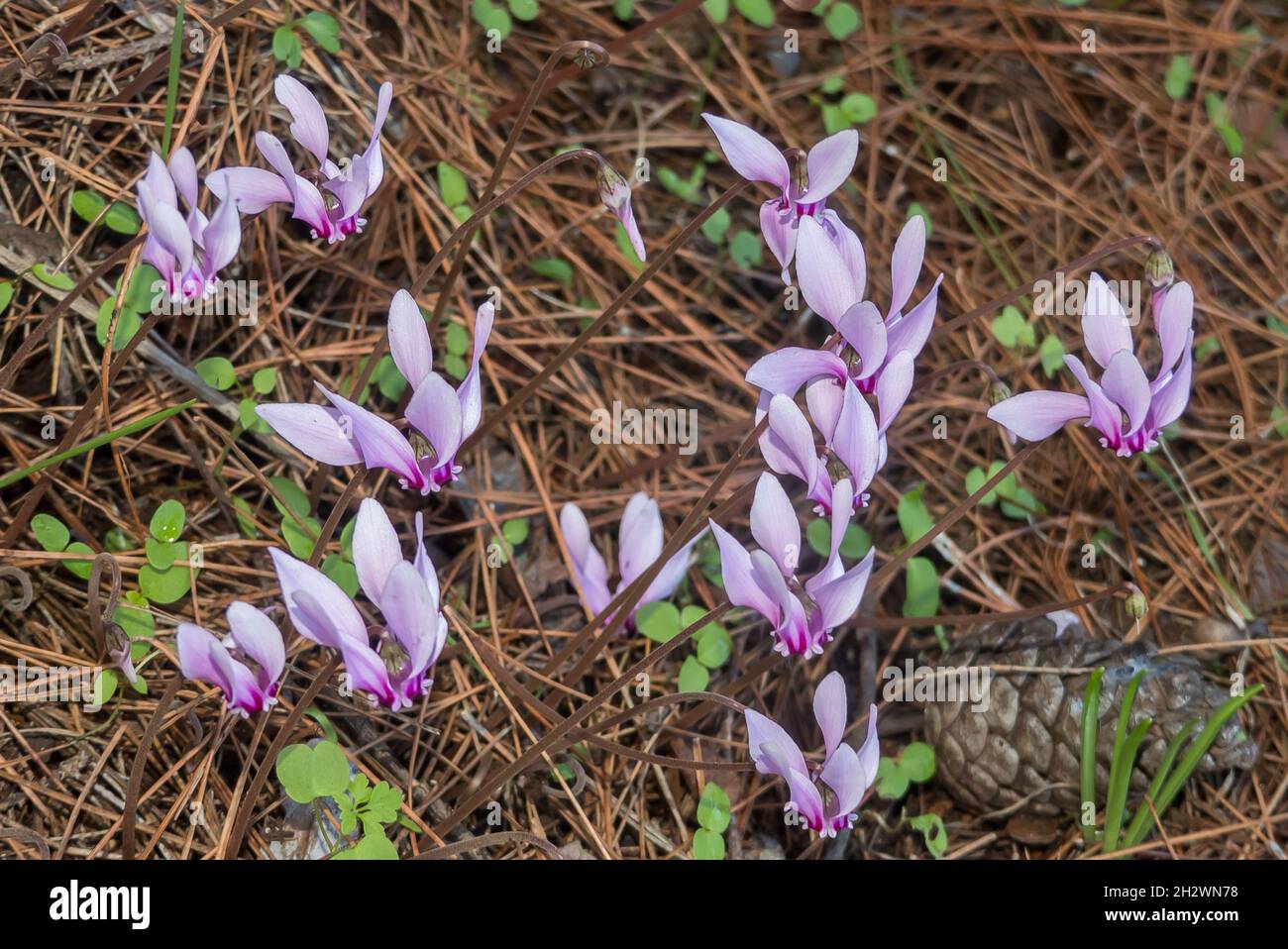 Wild Cyclamen (Cyclamen hederifolium Stock Photo - Alamy