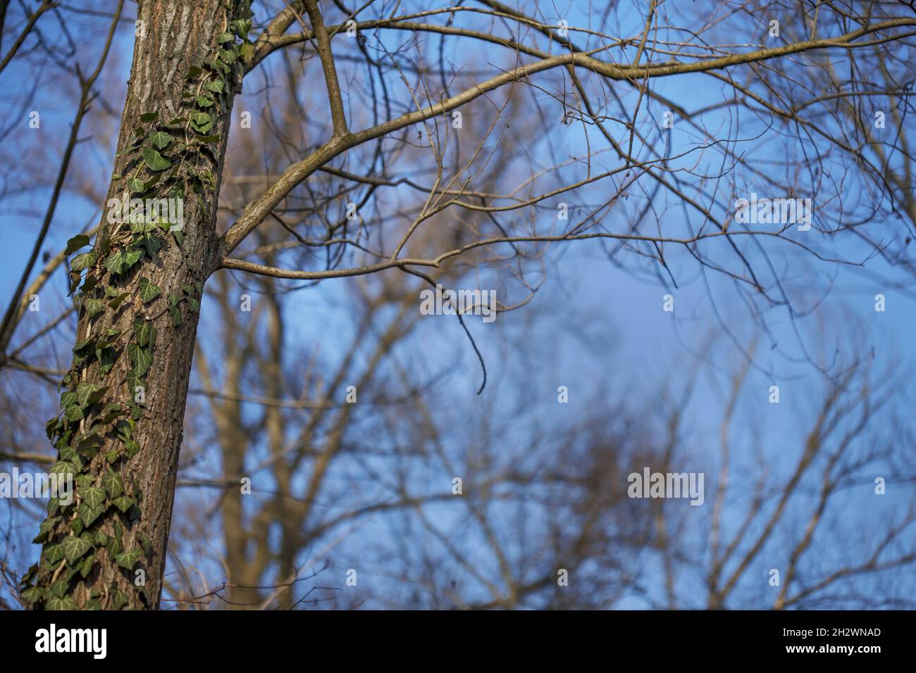 A beautiful shot of an ivy plant growing on a tree in a forest Stock ...