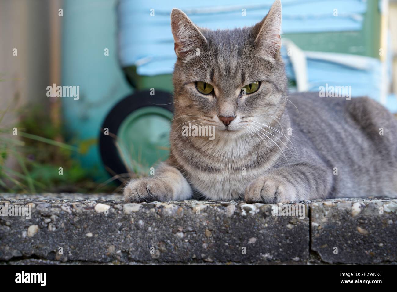 A closeup shot of an adorable striped cat with a vicious gaze Stock ...