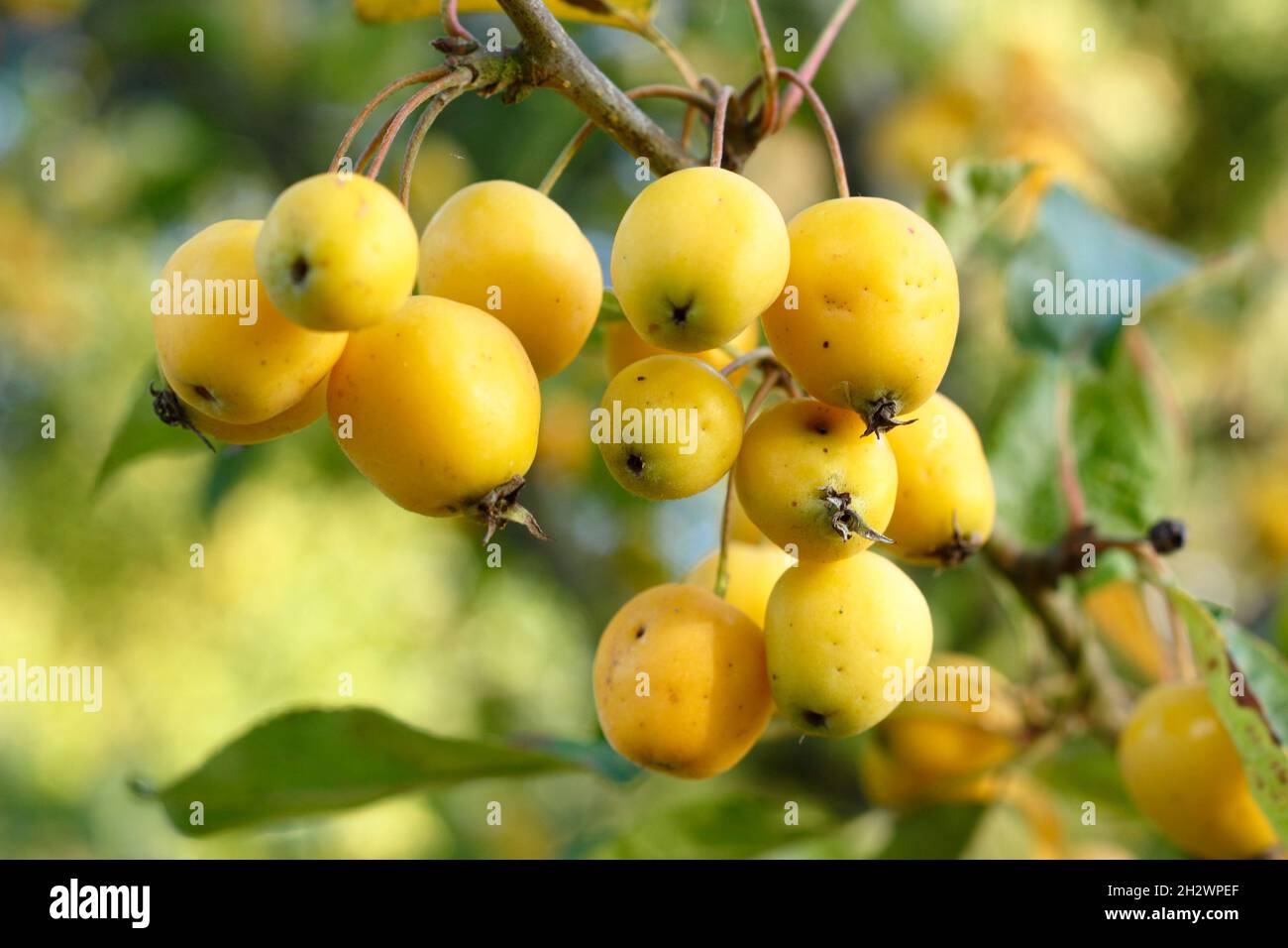 Golden Hornet crab apple. Fruits of malus × zumi 'Golden Hornet' crab ...