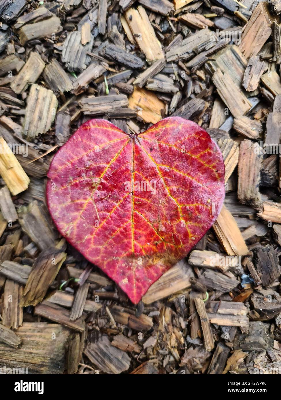 Fall Leaves Heart