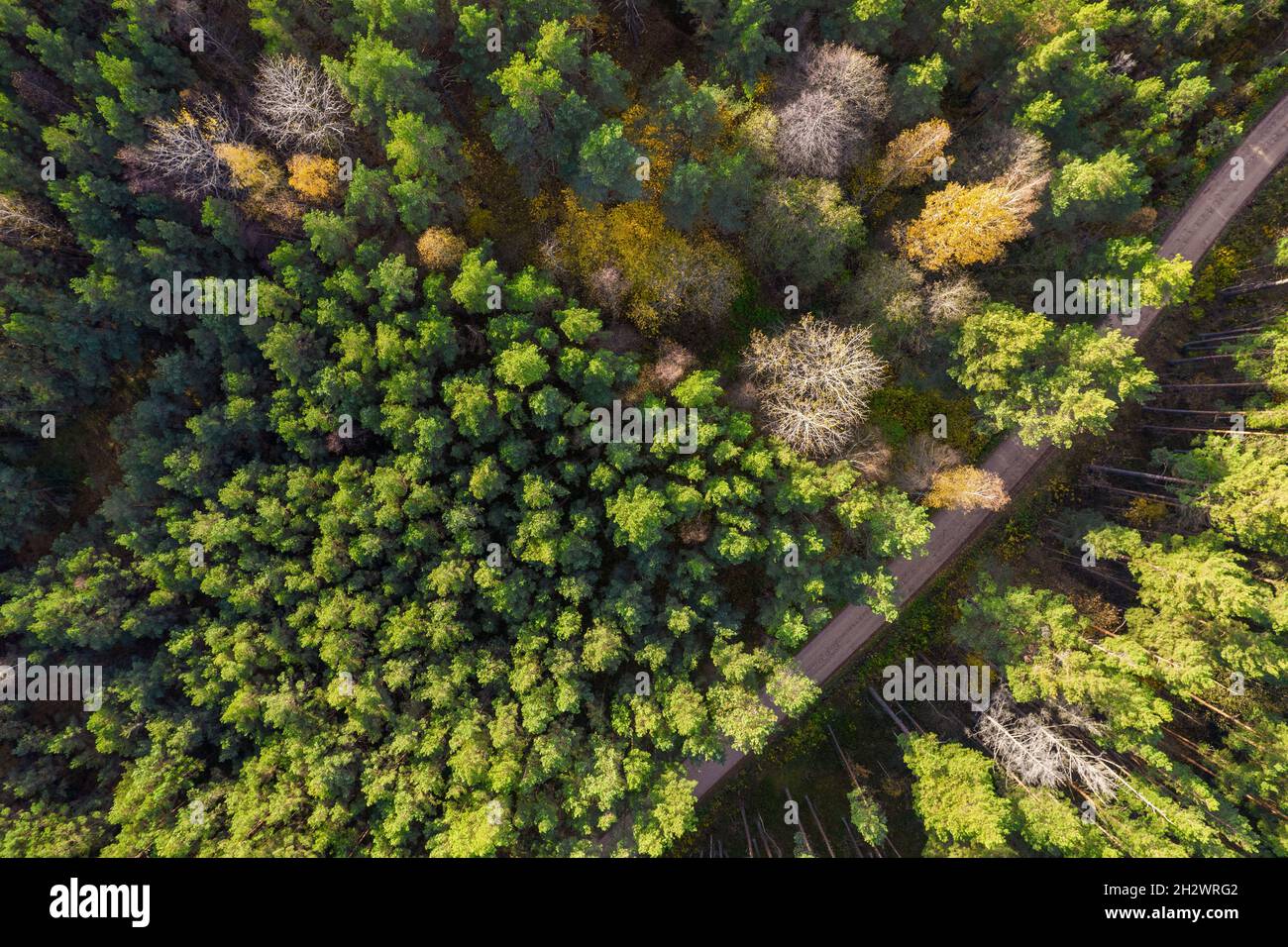 Road among autumn dense hi-res stock photography and images - Alamy