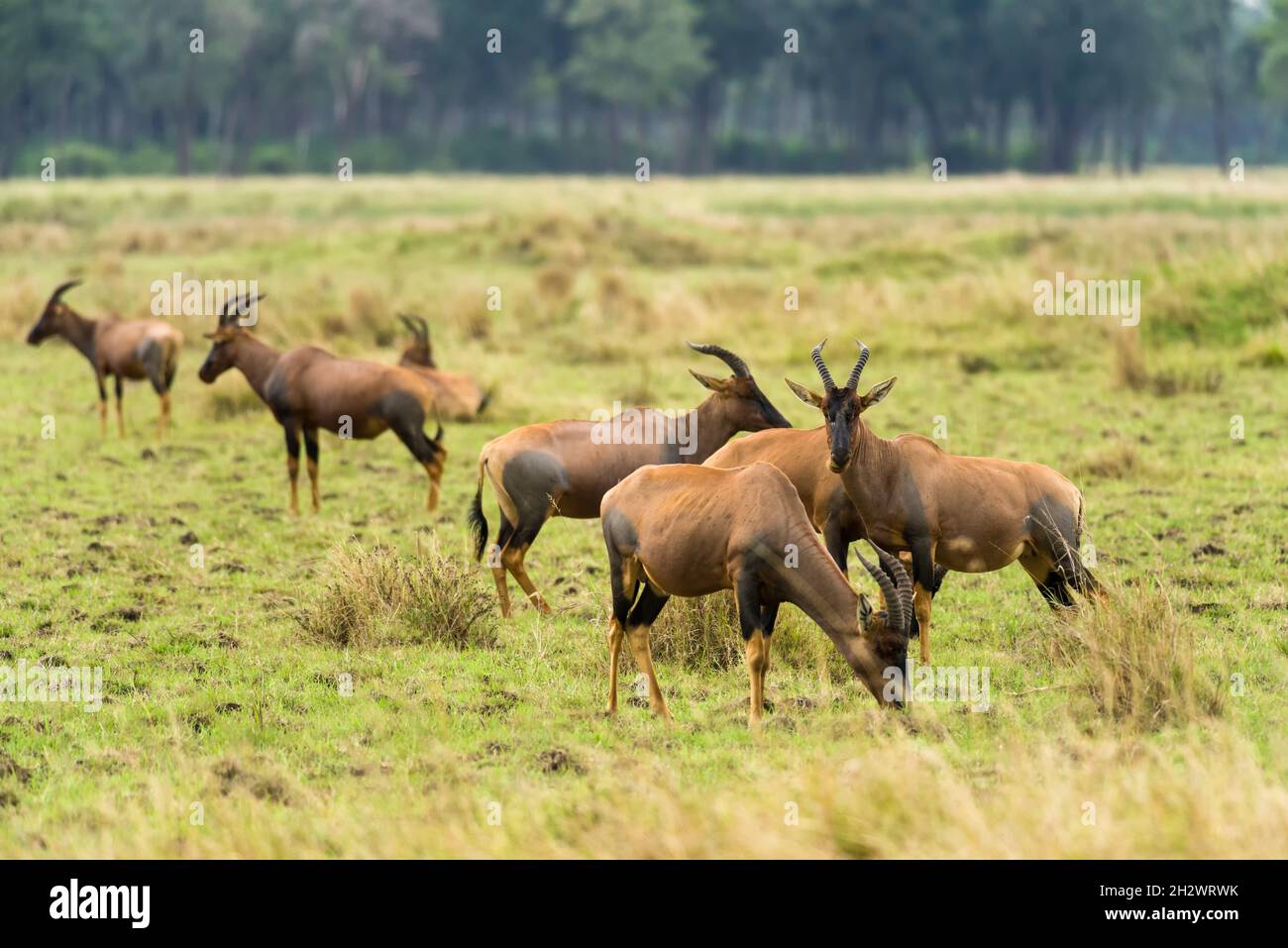 A herd of Topi (Damaliscus lunatus jimela) standing in short grass ...