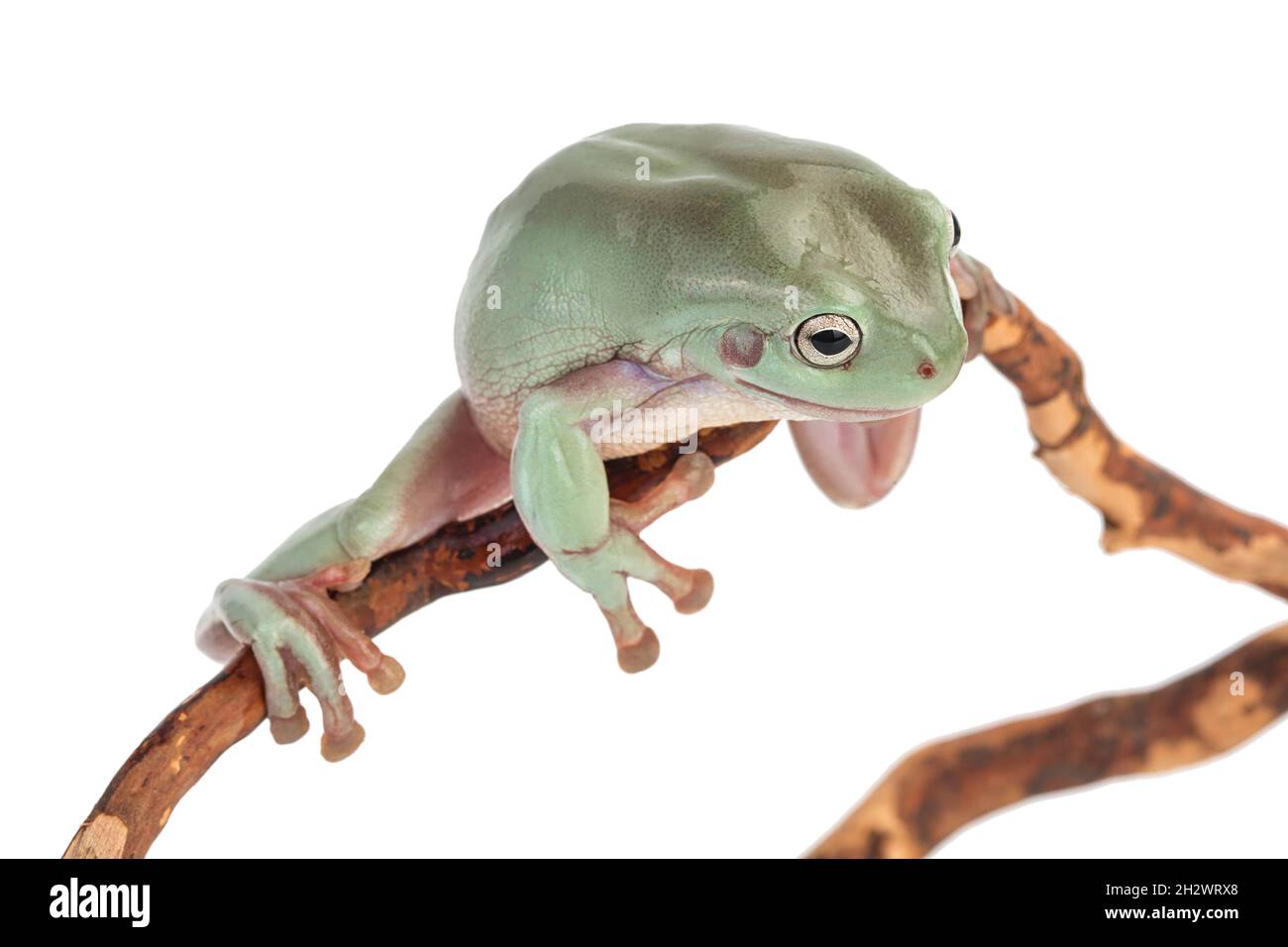 The Australian green tree frog on a branch isolated on white background ...