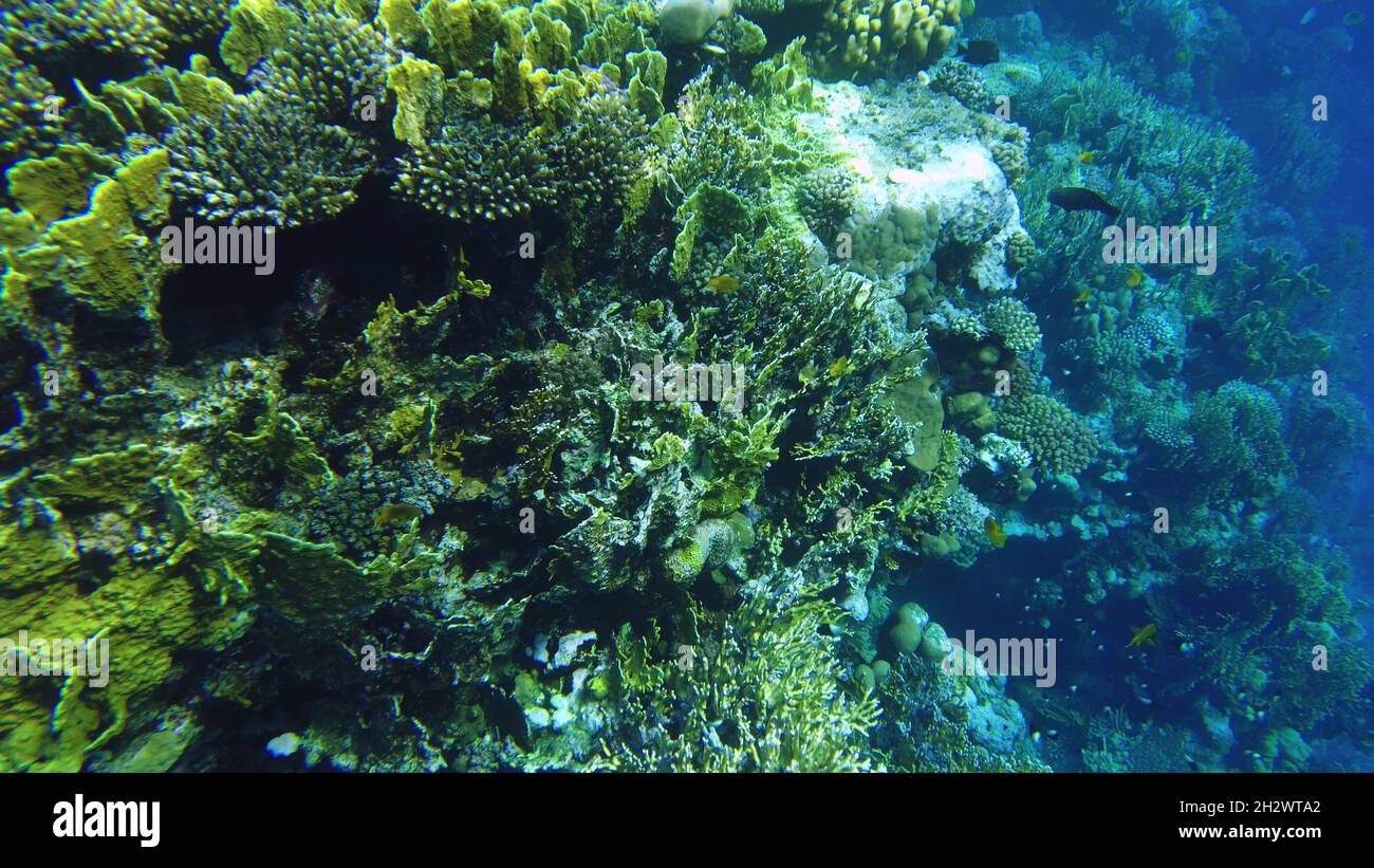 Coral reef. Red sea. View of the reef from above Stock Photo - Alamy