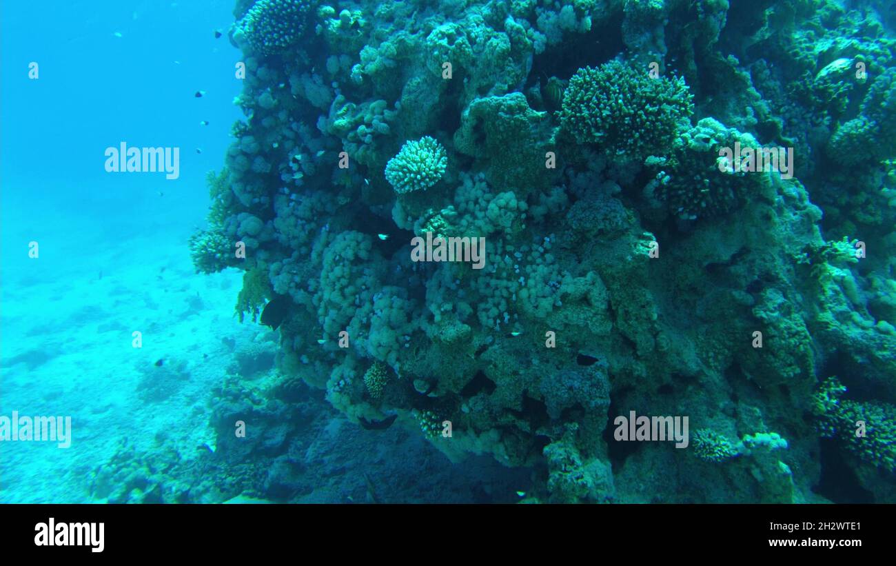 corals of the red sea. underwater world of egypt in clear water Stock ...