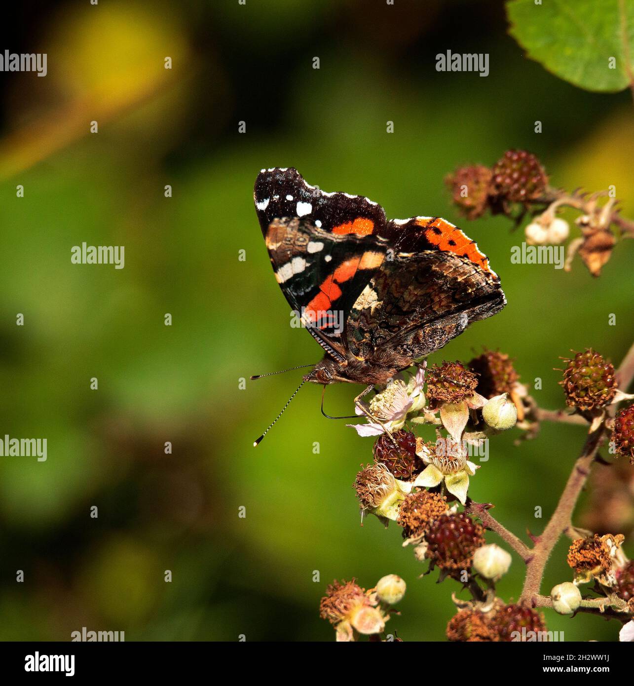 Red Admiral Butterfly Stock Photo - Alamy