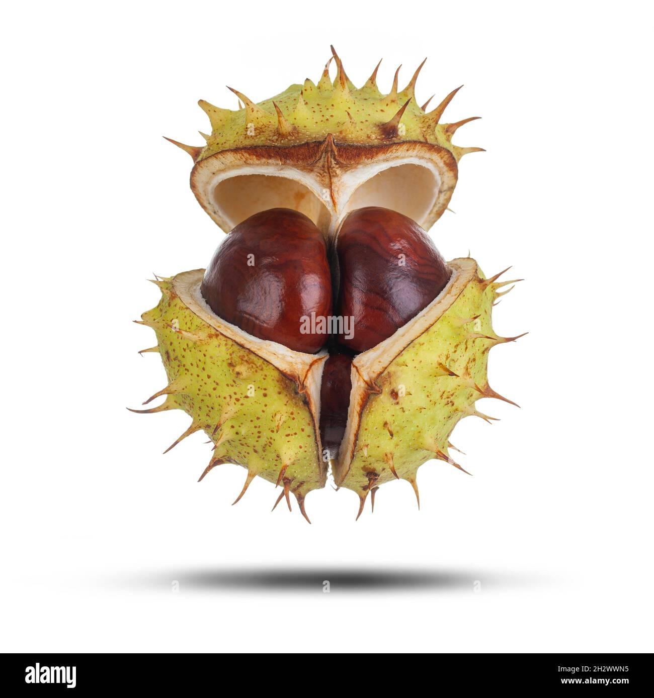 Spiky conker case opening showing conkers inside isolated on a white ...