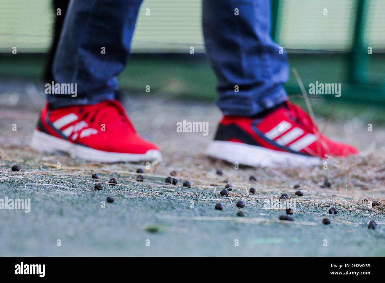 Cologne, Germany. 24th Oct, 2021. Football: Bundesliga, 1st FC Cologne ...