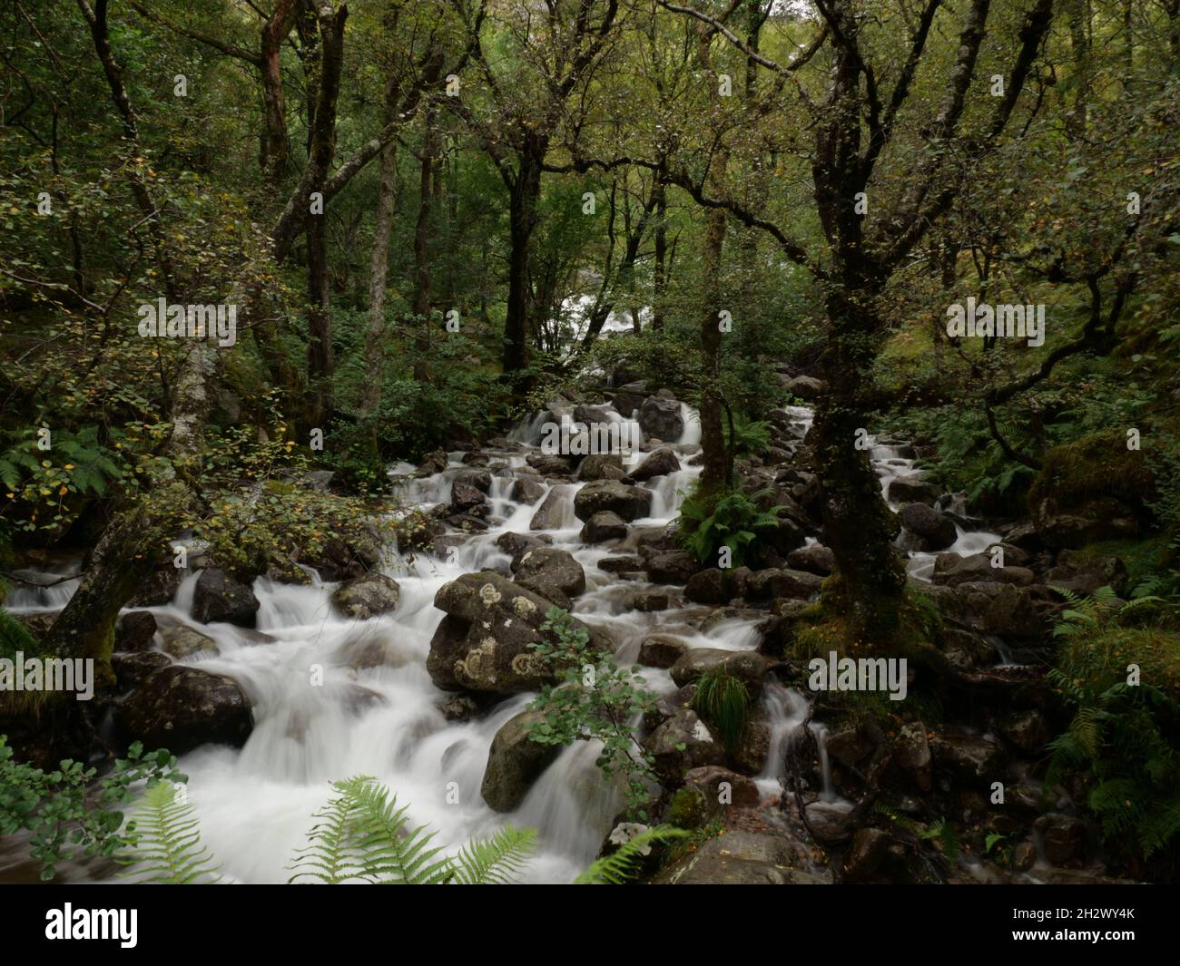 River flow through dense forest hi-res stock photography and images - Alamy