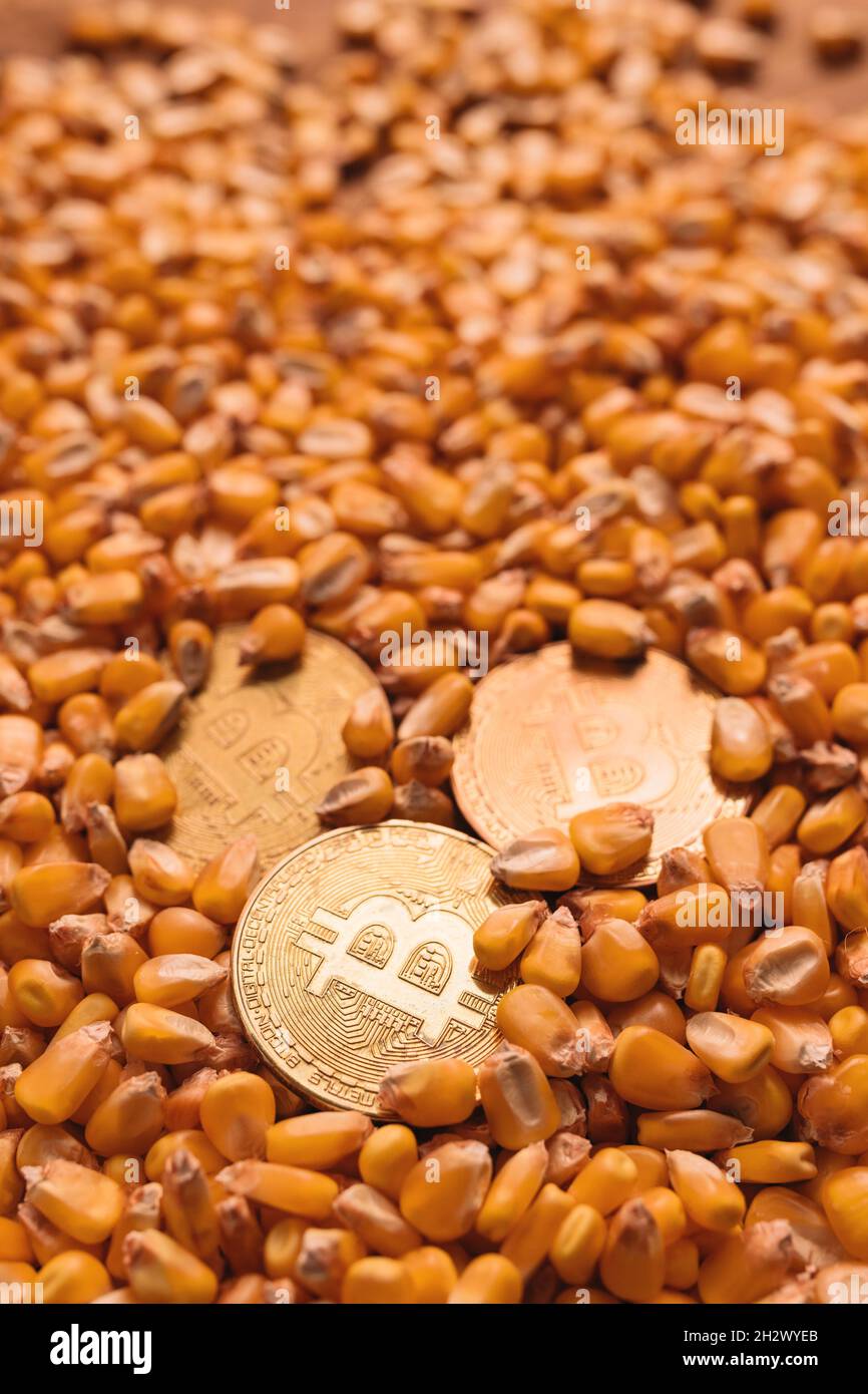Golden maize hi-res stock photography and images - Alamy