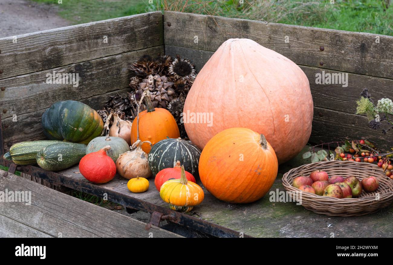 Autumn harvest of squashes and pumpkin Stock Photo - Alamy