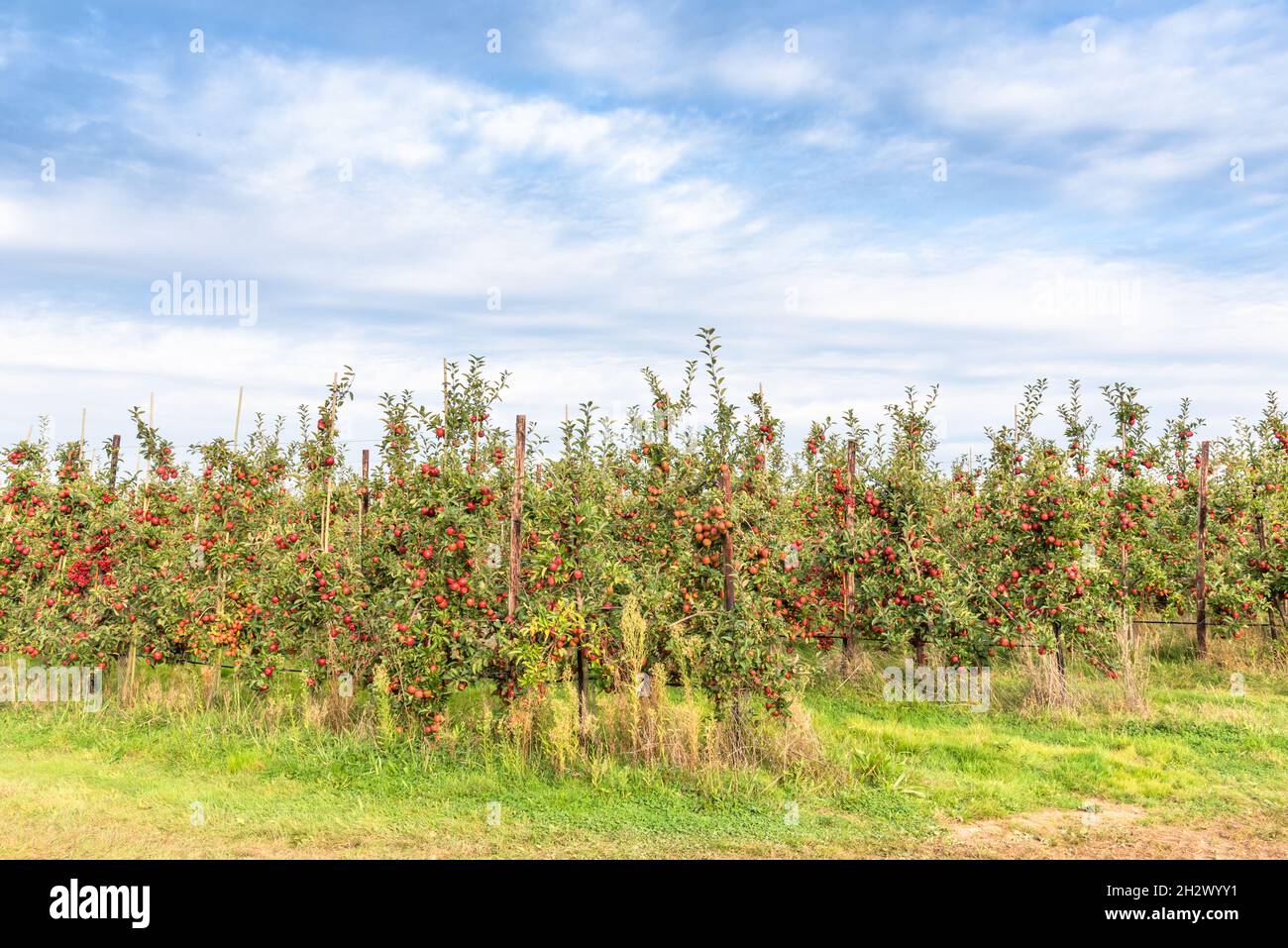 Trees laden apple fruit hi-res stock photography and images - Alamy