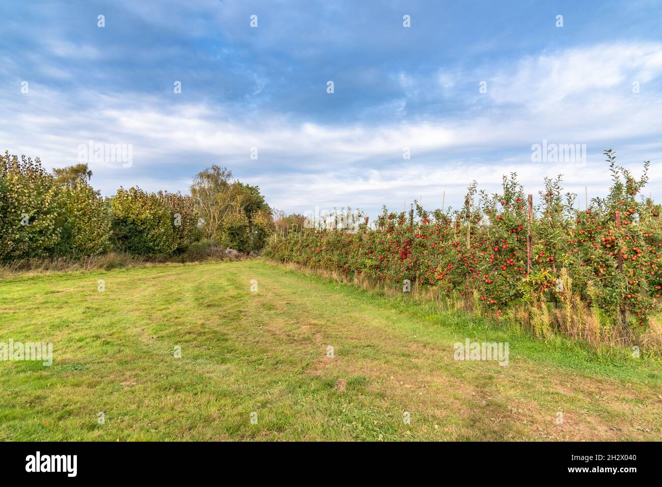 Trees laden apple fruit hi-res stock photography and images - Alamy