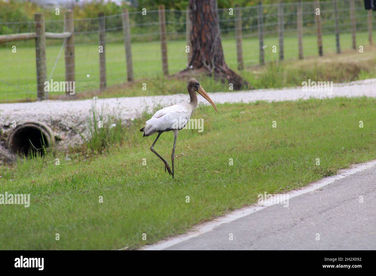 Southwest florida wildlife hi-res stock photography and images - Alamy