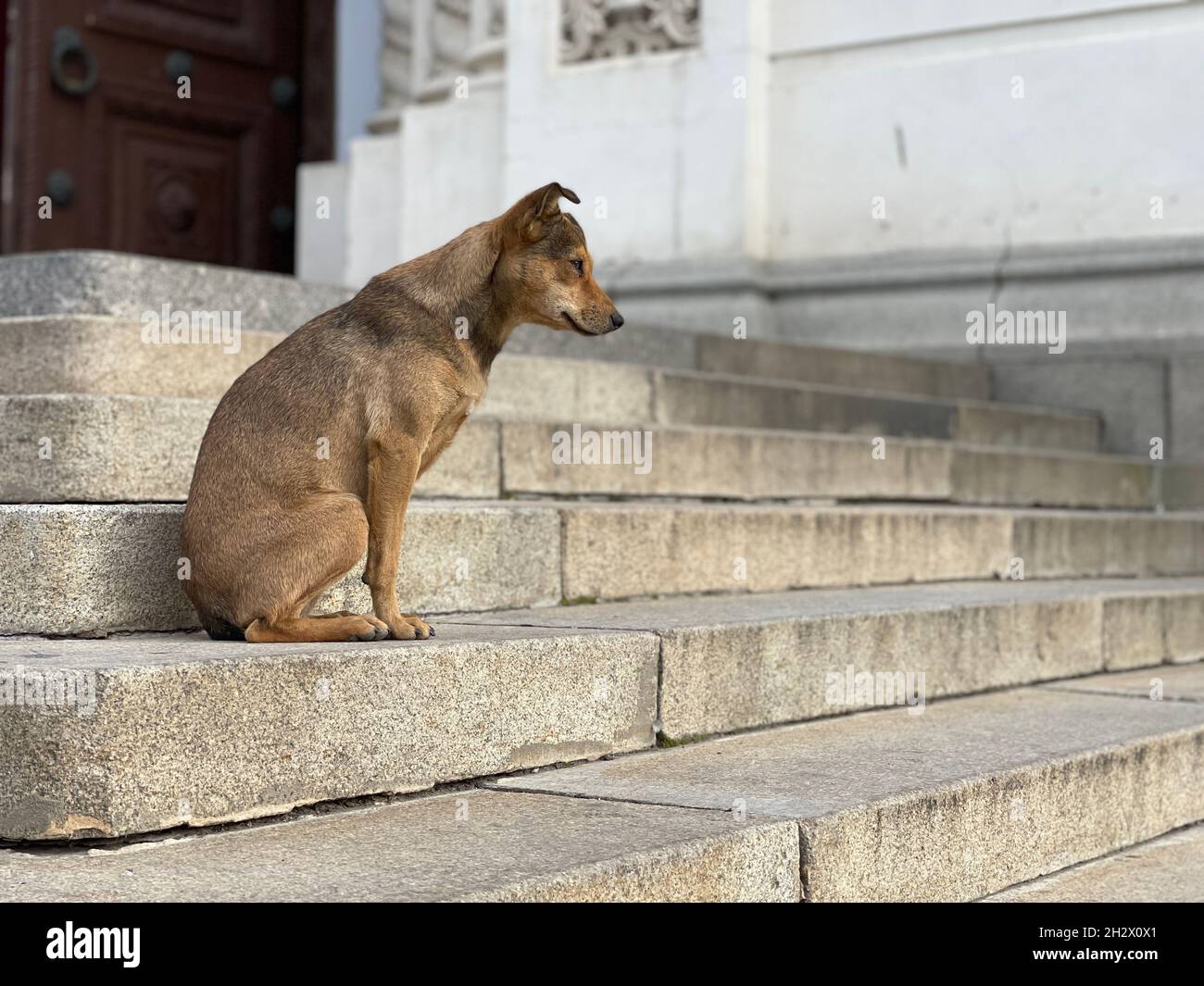 Dog sit sitting stairs hi-res stock photography and images - Alamy