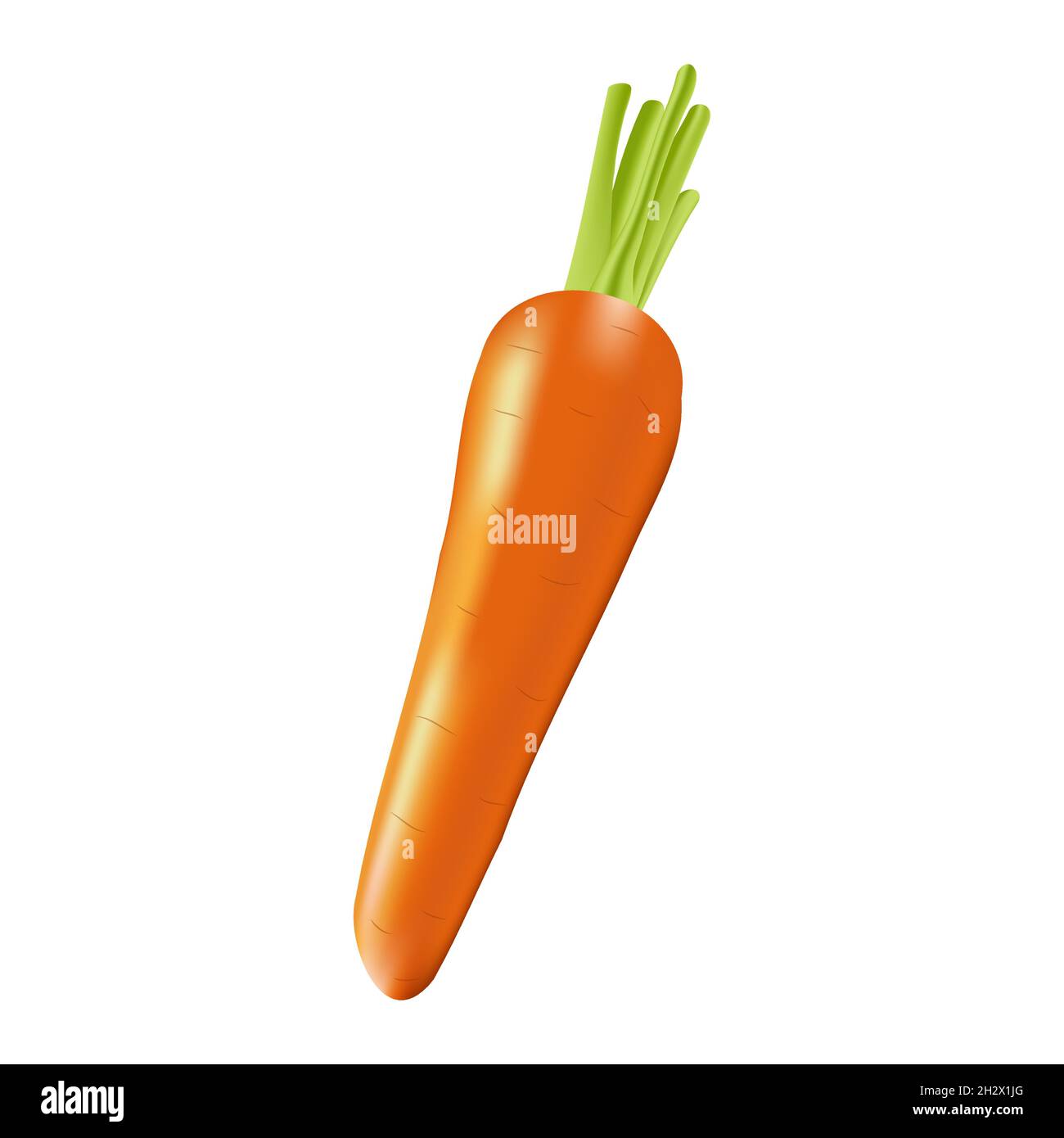 Realistic carrot from vegetable garden isolated Stock Vector Image ...