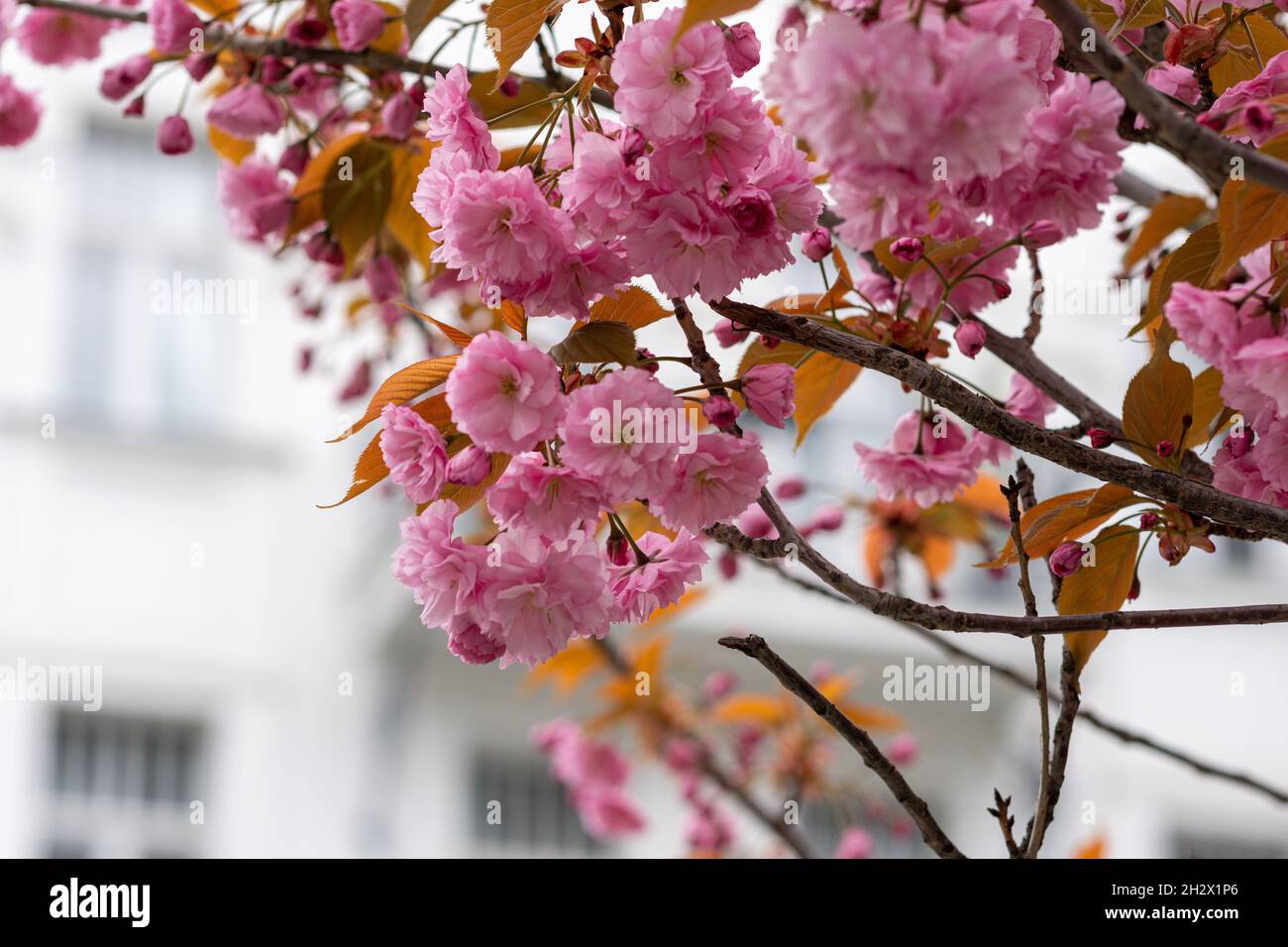 Myrtle tree branches hi-res stock photography and images - Alamy