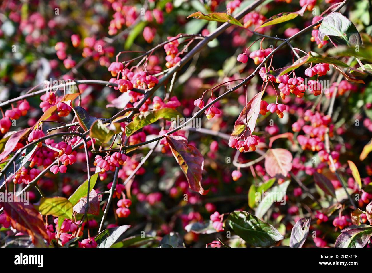 Spindle Tree (Euonymus Europaeus), Foots Cray Meadows, Sidcup, Kent. UK ...