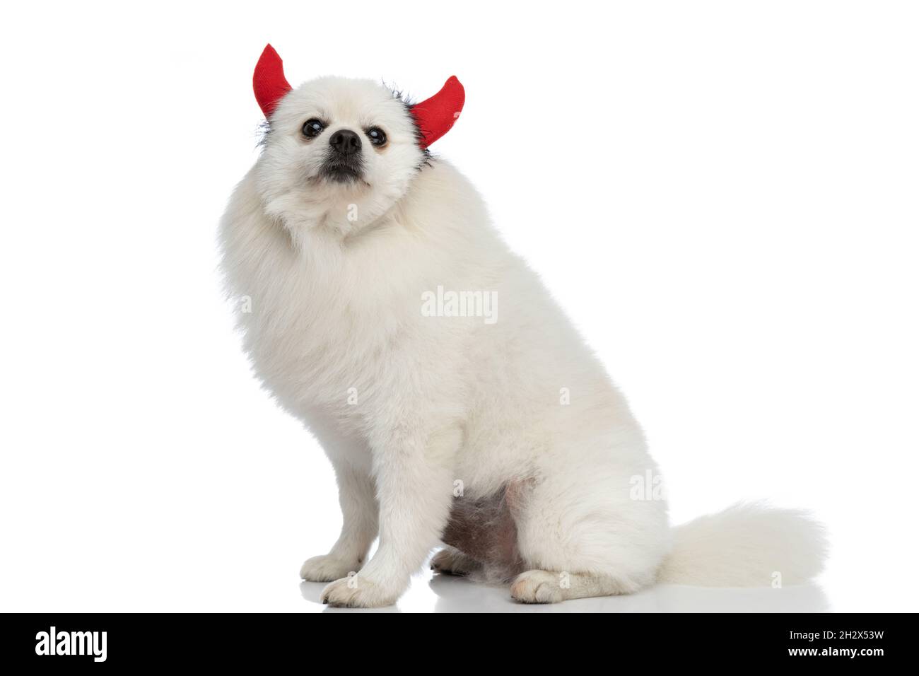 side view of an adorable pomeranian dog wearing devil horns and sitting ...