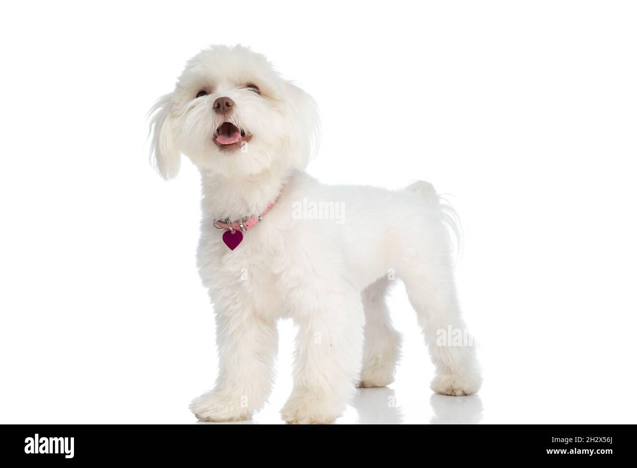 lovely little bichon dog wearing collar, sticking out tongue and ...