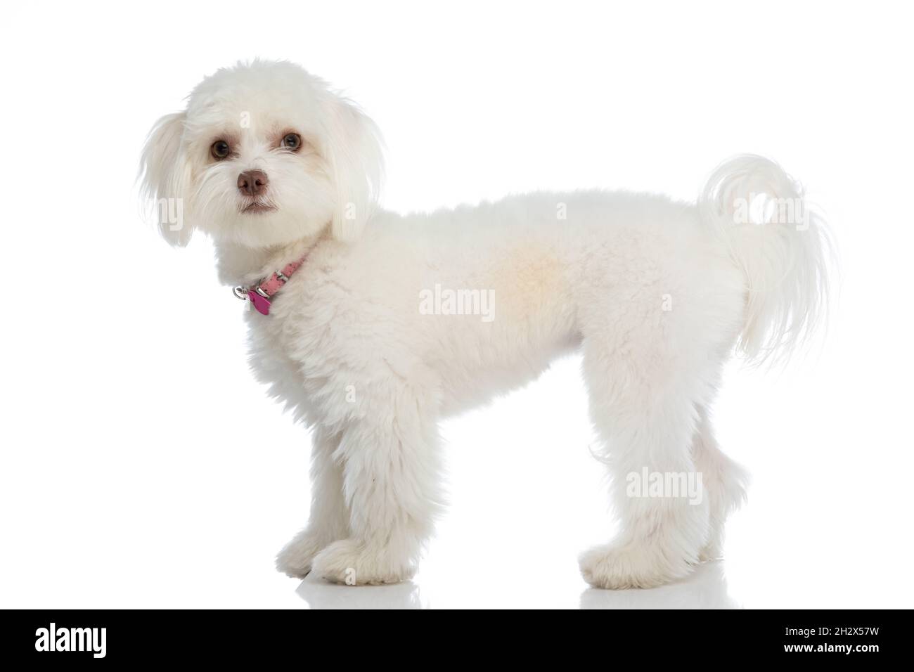 side view of sweet small bichon pup with pink collar standing isolated ...