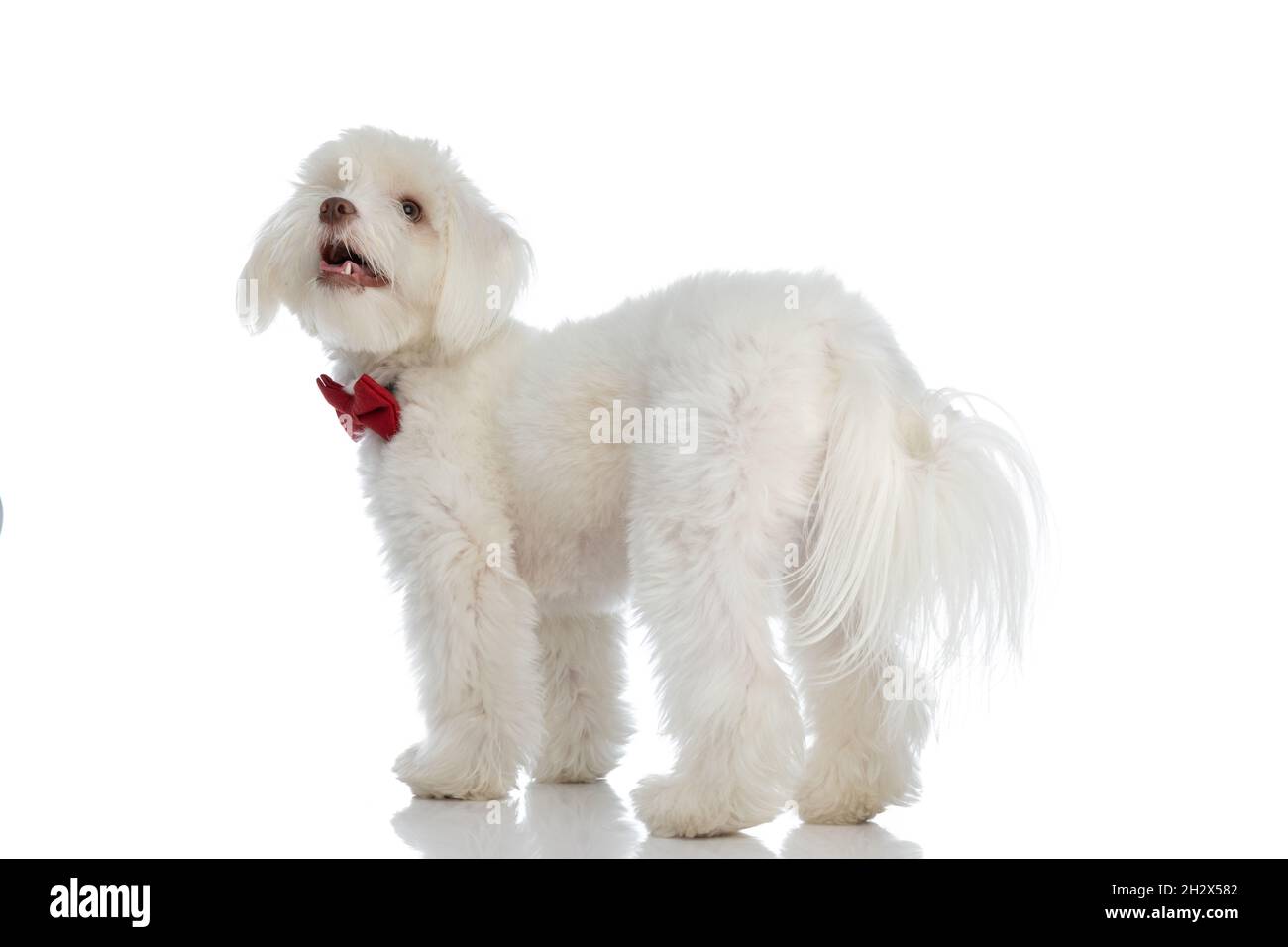 back view of adorable bichon puppy wearing red bowtie, panting and ...