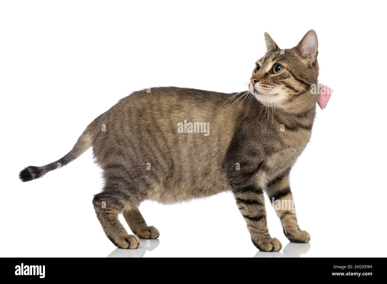 little metis cat looking back, over shoulder and wearing a pink bowtie ...