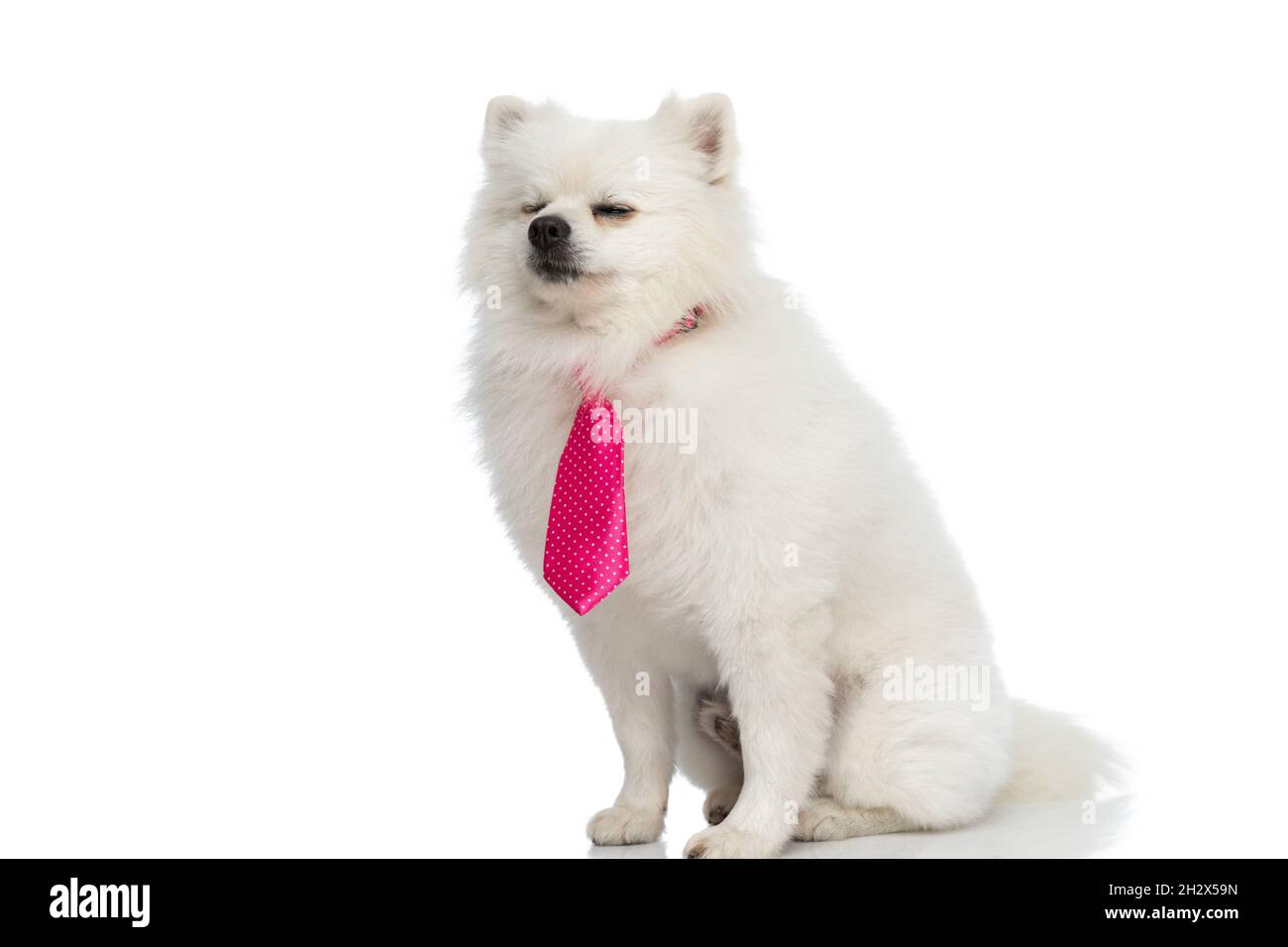 adorable pomeranian dog feeling the inner peace and wearing a pink ...