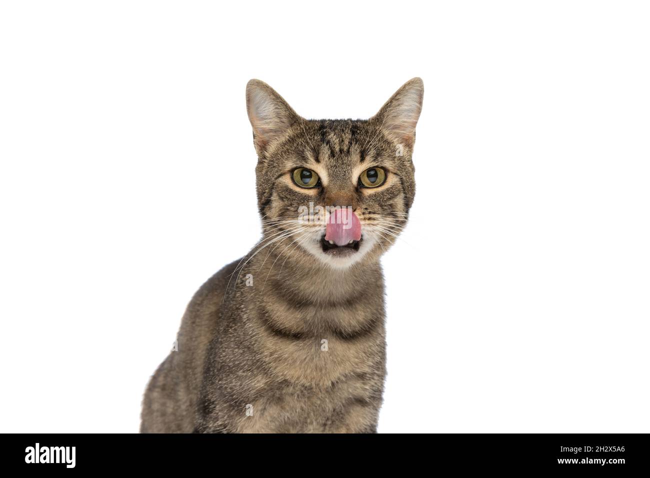 cute metis cat feeling eager and licking her nose against white studio ...