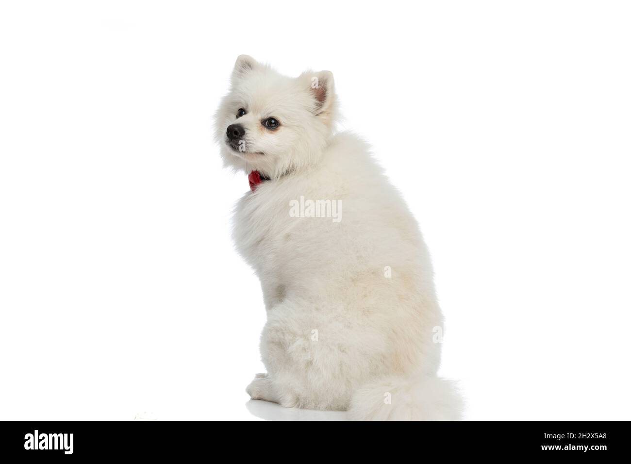 rear view of a beautiful pomeranian dog looking back, over shoulder and ...