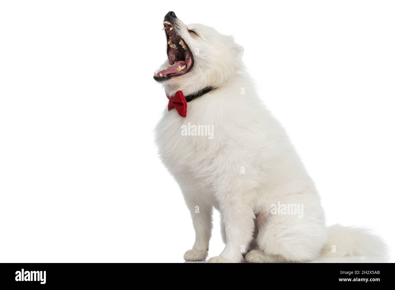 side view of a cute pomeranian dog screaming out loud and wearing a red ...